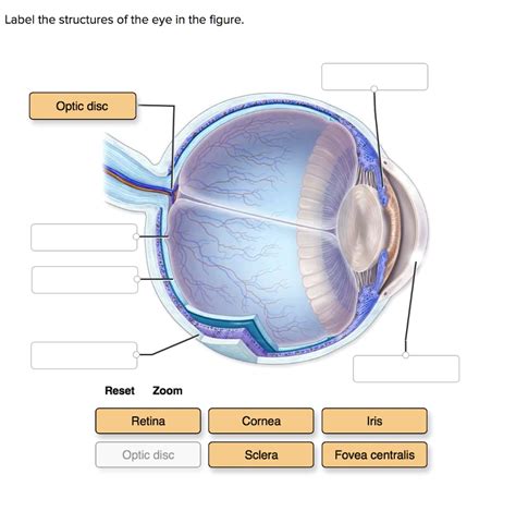 Fovea Centralis Histology