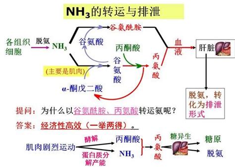 说明高氨血症导致昏迷的生化基础39问医生39健康网