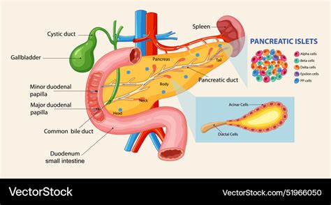 Pancreas Model Labeled Torso
