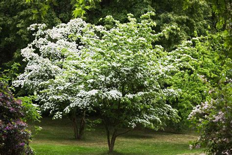 12 Best Small Trees For Your Front Yard