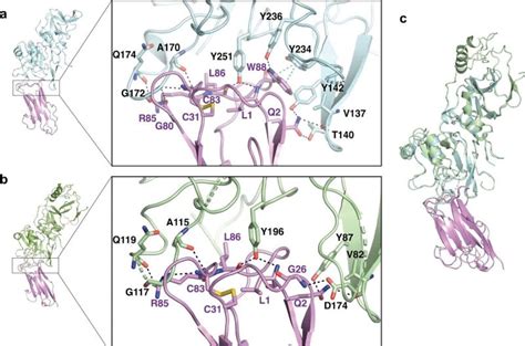 Antibody Like Molecule Shows Promise For Broad Spectrum Malaria Therapy Science X Network