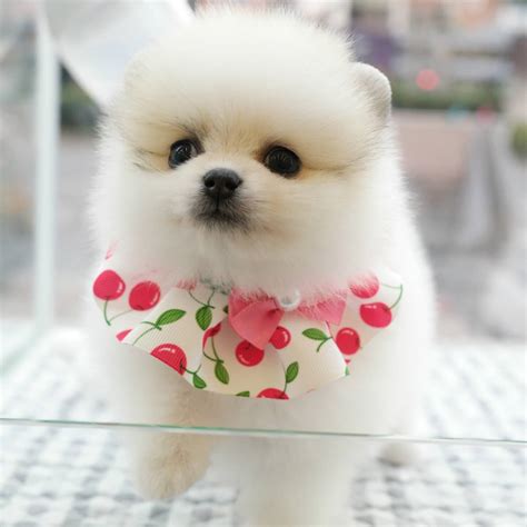 포메라니안분양 대구파티포메분양 포메분양 대구 강아지 분양 대구 애견 분양 도그라이프행복분양