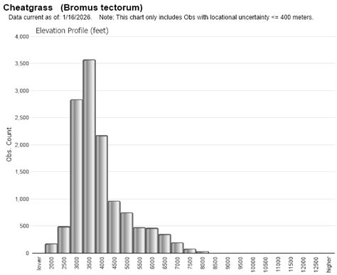 Cheatgrass Montana Field Guide