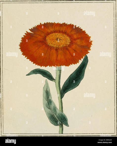 Elements Of The Science Of Botany 1812 Introduces Linnaeus Botanical Classification System