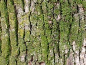 Whats That Green Stuff Growing On My Trees A Guide To Lichen Moss Precision Tree Landscape