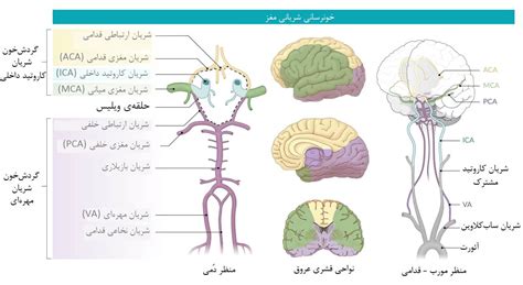 سیستم عروق مغزی