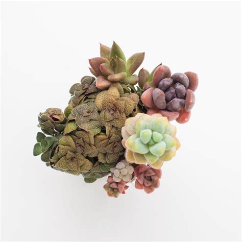 Pachyveria Niebla Azul Crassula Cooperi Echeveria Arje Rosette De