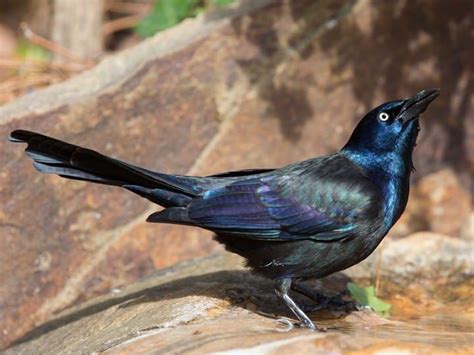Adult Purple Common Grackle Grackle Beautiful Birds Bird Photography