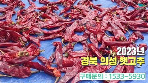 신바람 농산물 협력농가 판매상품 2023년 경북 의성 햇고추 판매합니다 중고트랙터 중고농기계 경운기 관리기 스키로더 굴삭기 화물트럭 매매 직거래 장터 사이트 Youtube