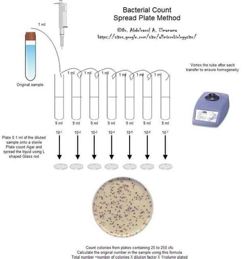 How To Calculate Cfu Amelia Anderson