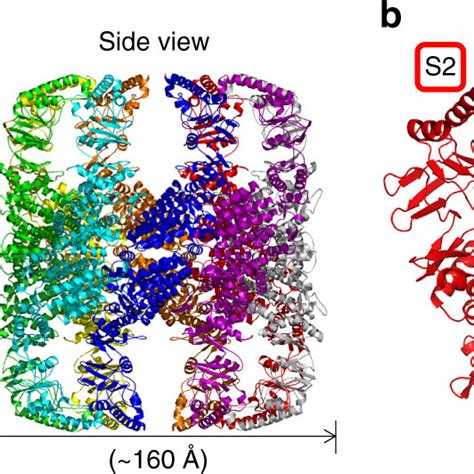 Crystal Structure Of Ch Cpn In The Open State A Overall Structure Of