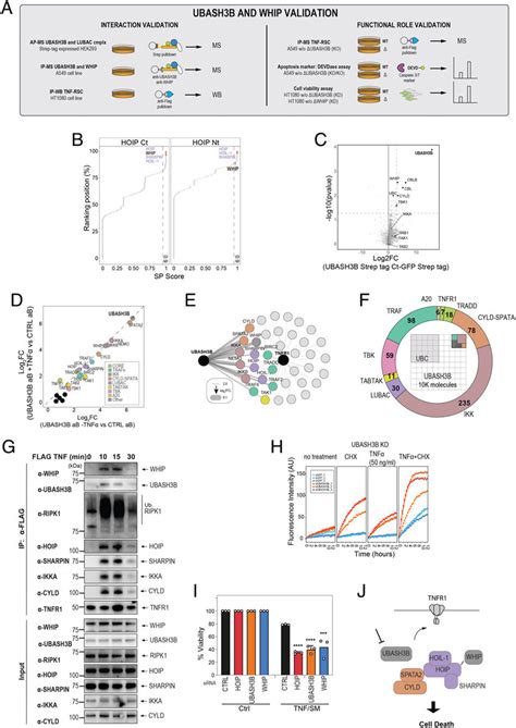 Functional And Biochemical Validation Of Ubash3b And Whip Interaction