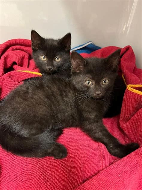 Kellogs Smacks Crispy Pepper Und Cindy Katzenhilfe Ulm Neu Ulm Und