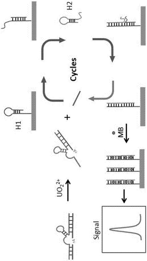 A Sensor For Uranyl Ion Detection Its Preparation Method And Application Eureka Patsnap