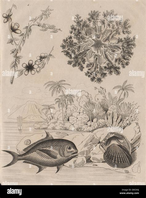 Cassiopeia Andromeda Upside Down Jellyfish Pomfret Castalia Ambigua