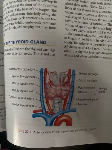 Thyroid Lecture Book Flashcards Quizlet
