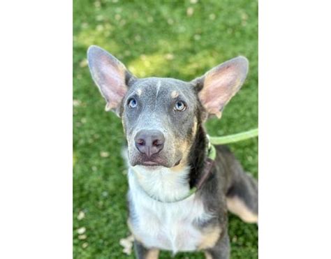 Red Bluff Ca Australian Kelpiemixed Breed Medium Meet Banana A