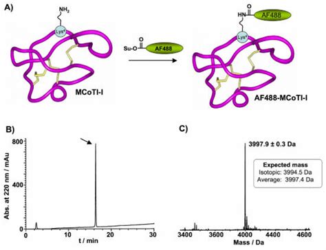 Site Specific Labeling Of Mcoti I With Alexafluor 488 Download