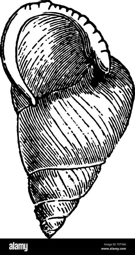 Helix Translucida Which Plain Or Biform Classification Of The Genus