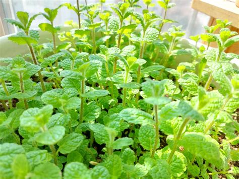 허브 키우기 애플민트 성장 과정 1년 돌아보기 네이버 블로그 허브 키우기 애플민트 성장 과정 1년 돌아보기 네이버 블로그