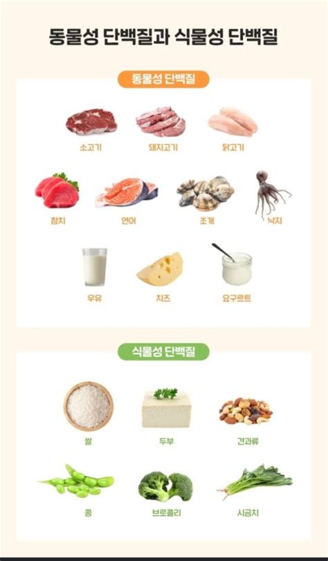 단백질 보충제에 대한 궁극적인 가이드