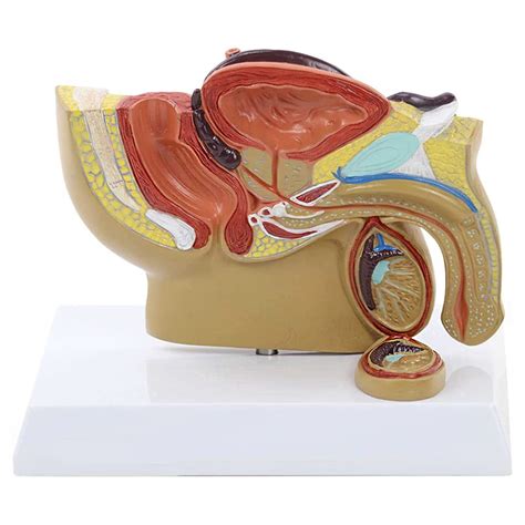 Nipyusen Genital Organ Model Mini Male Pelvic Sagittal Anatomy Model