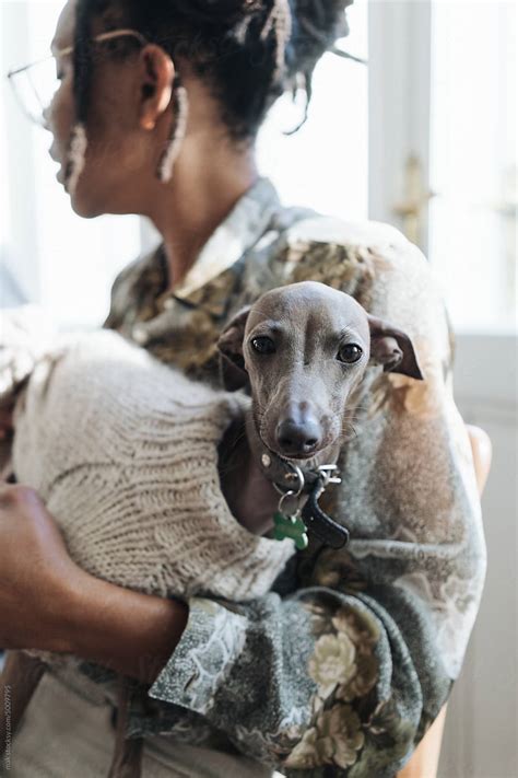 Black Miniature Italian Greyhound