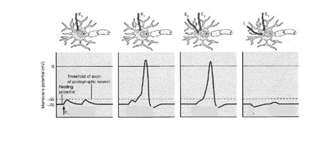 Diagram Summation Diagram Quizlet