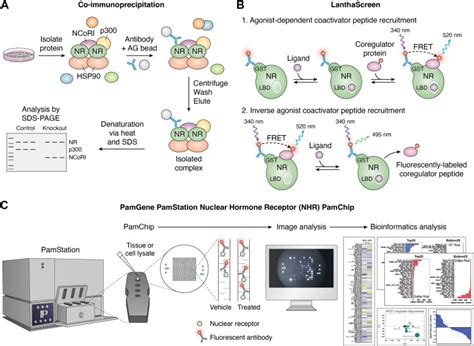 Steroid Receptors And Coregulators Dissemination Of Sex Differences