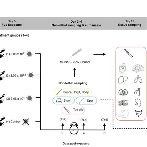 experimental 1 workflow experimental design and post experimental
