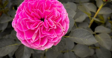 관상용 식물 꽃 꽃 머리 꽃 모티브 꽃 장식 꽃무늬 꽃이 피는 꽃잎 단일 꽃 로사 만개 무성한 단풍 분홍 장미 분홍색 생생한 컬러 식물 식물