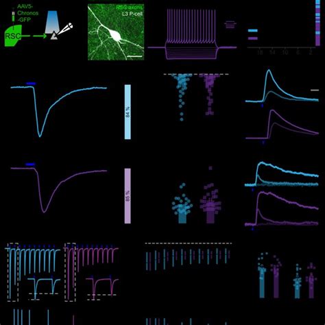Responses Of Layer 3 Presubicular Cells To Activation Of Atn And Rsc Download Scientific