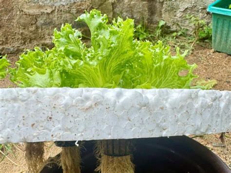 Hydroponics Vs Aquaponics A Comparative Analysis