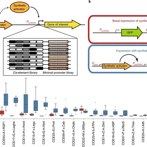 Design And Characterization Of A Library Of Synthetic Promoters A Download Scientific Diagram