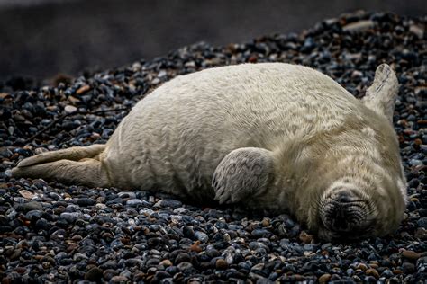 Weiße Robbe In Helgoland Foto And Bild Deutschland Europe Schleswig
