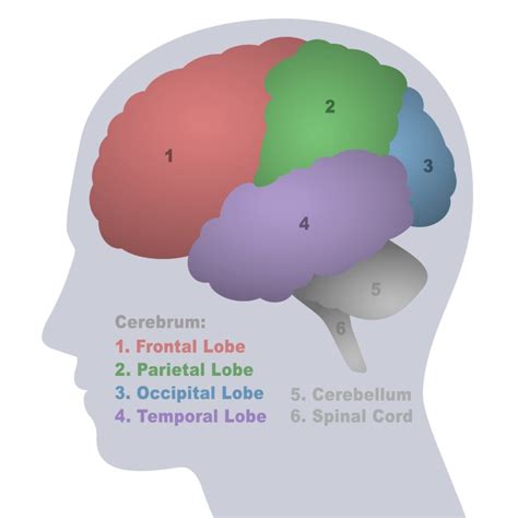 Occipital Cerebral Cortex What Functions Is It Associated With