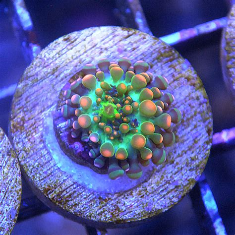 Godzilla Yuma Mushroom Islander Corals