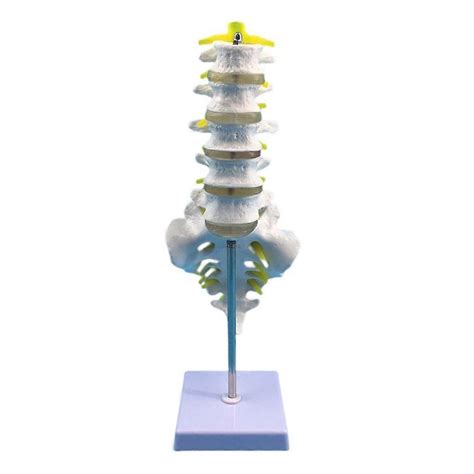 Human Cervical Vertebra Carotid Artery Flexible Spine Model Human