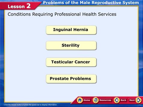 Ppt The Male Reproductive System Powerpoint Presentation Free Download Id