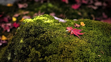 Download wallpaper 1366x768 maple leaves, moss, autumn, macro tablet ...
