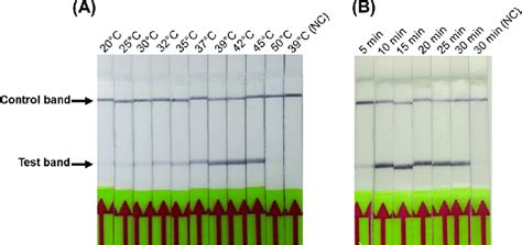 Optimization Of Temperature And Time For M Ovipneumoniae Rpa Lfd