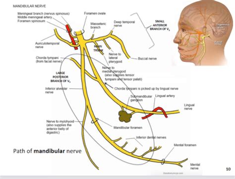 Mastication Tmj Muscles And Trigeminal Nerve Flashcards Quizlet