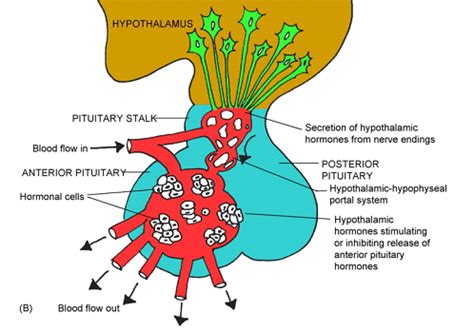 U1vi 21a13 List The Cell Types In The Anterior Pituitary Gland