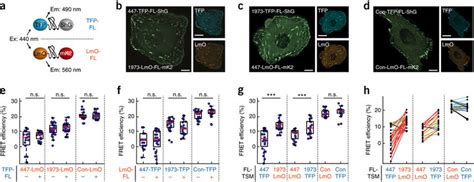 Tension Sensor Multiplexing A Schematic Illustration Of Two