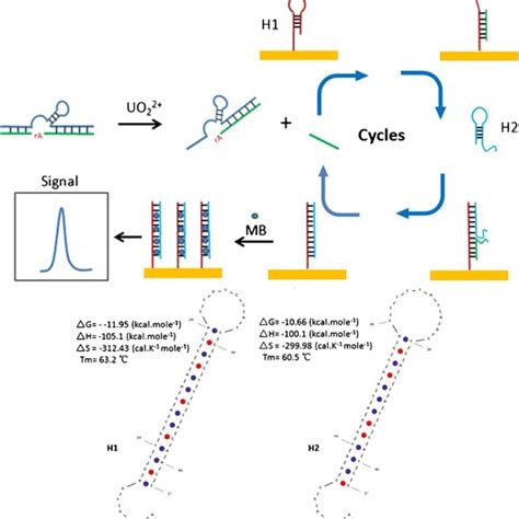 Schematic Illustration Of The Sensing Principle For Uo2²⁺ Detection Download Scientific