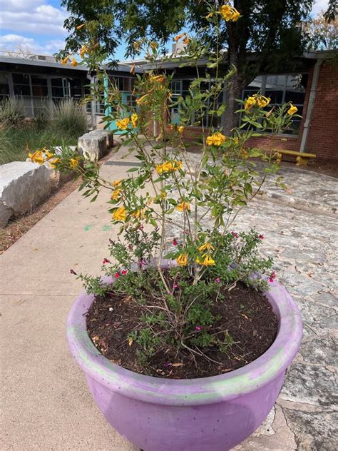 Community Give Back Cunningham Elementary Leaf Landscape Supply