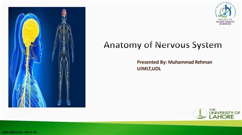 SOLUTION Anatomy Lecture 7 Nervous System Lecture Studypool