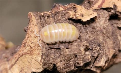 Blonde Magic Pition R Isopods