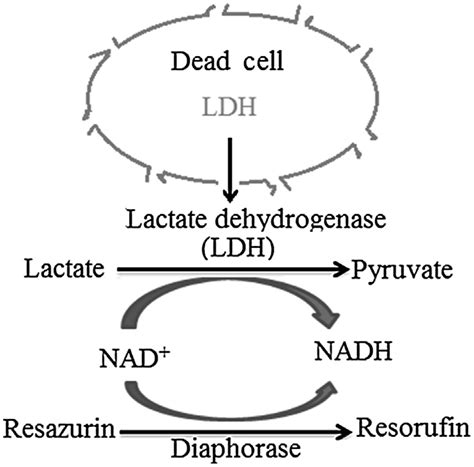 2 Principle Of The Ldh Release Assay Download Scientific Diagram