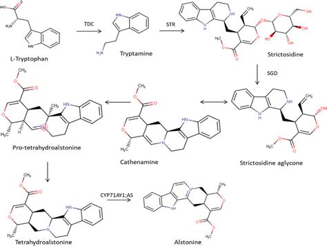 Schematics Depicting The Biosynthesis Of Alstonine Adapted From